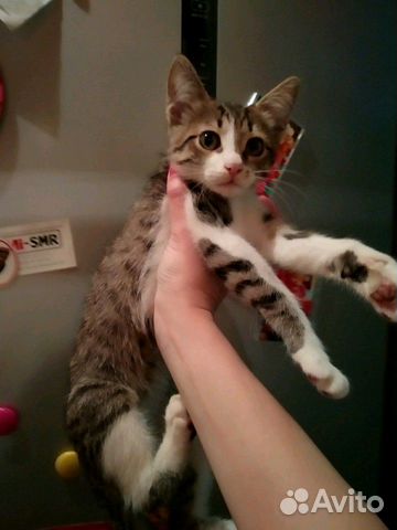 Котенок тигровый тэбби биколор