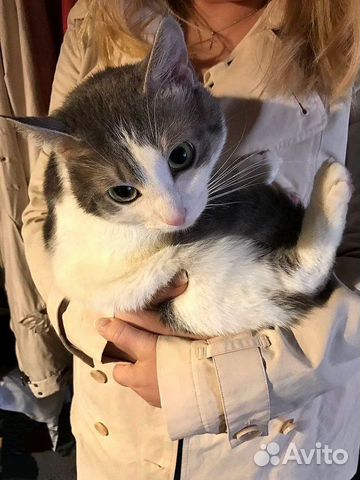 Кот Тимофей