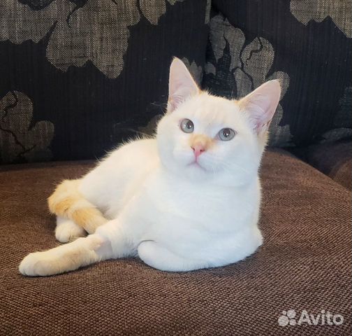 Шикарный котик Матвей ищет семью