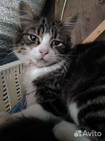 Котёнок Буба