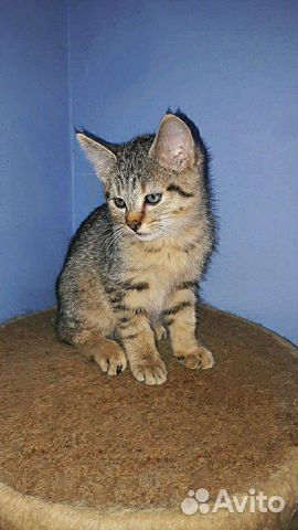 Котёнок пикси боб