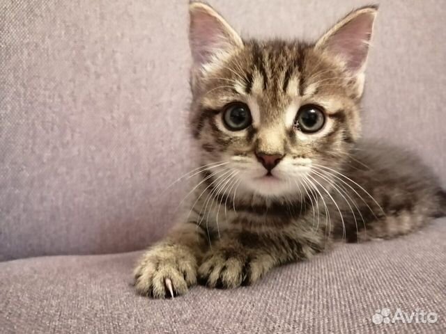 Котята от сибирской кошки в добрые руки
