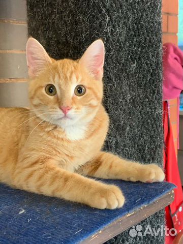 Замечательный рыжик Федя ищет свой дом