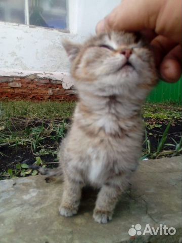 Замурчательные сестренки ищут дом