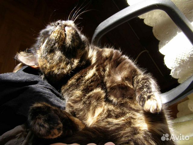 Яркий котёнок ищет любящих хозяев