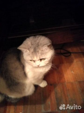 Отдам британскую кошку. Найденыш. Красотка