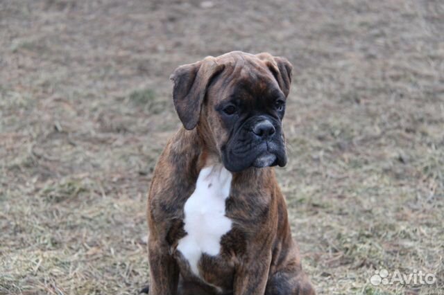 Тигровый мальчик