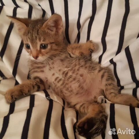 Плюшевый мальчик - котенок ищет дом