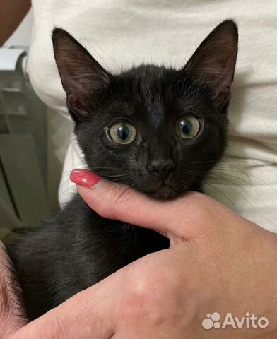 Черный котенок
