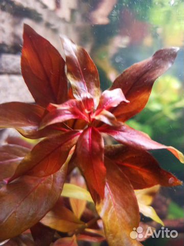 Людвигия суперред и людвигия рубин