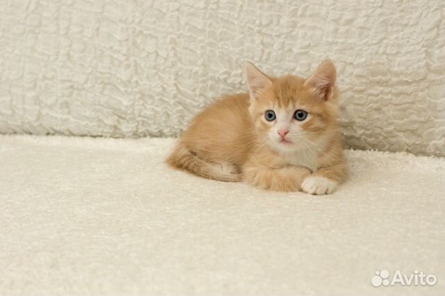 Котята- парнишки ищут дом