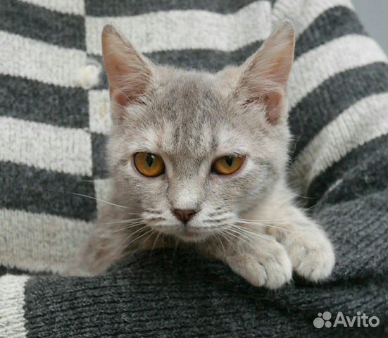 Маленькая плюшка