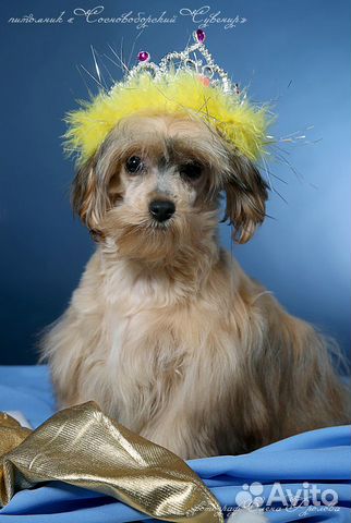 Две девчонки красотки