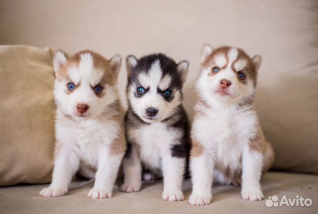 Чёрные и Рыжие Хаски Стандарт