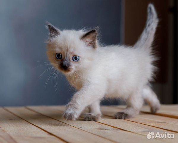 Котенок девочка ищет новый дом. возр 1 мес
