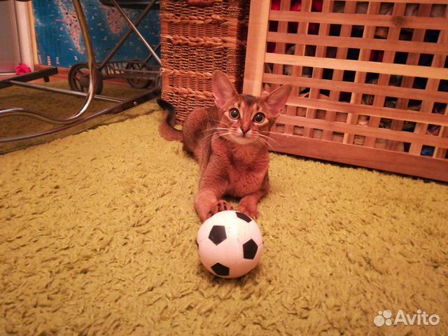 Абиссинская кошка