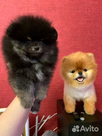 Шпиц девочка по имени Мери