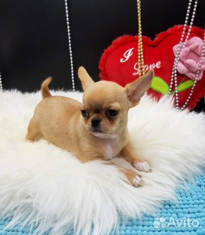 Мальчик чихуахуа курносик