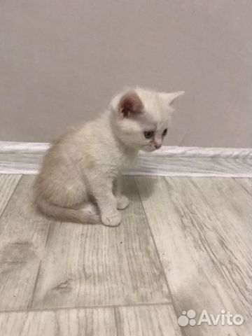 Шотландский котёнок