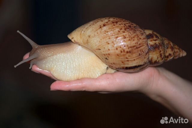 Улитки Ахатины