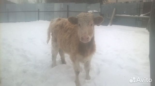 Продам телку 9 месяцев