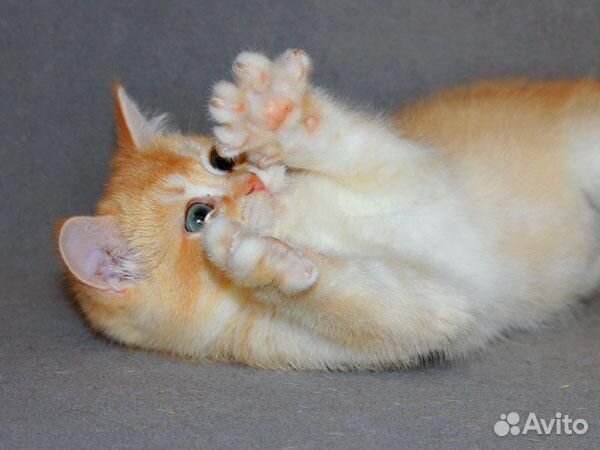 Апельсин - красный золотой котик