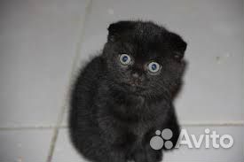 Шотландские кошечки- мини пантерки