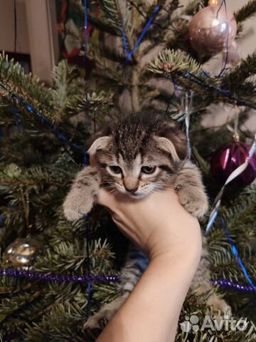 Котёнок