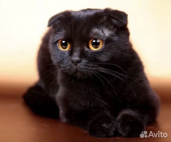 Шотландская вислоухая чёрненькая кошечка
