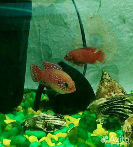 Хромис красавец (пара)