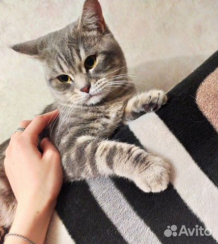 Шотландский кот (вязка)