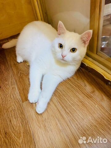 Шикарная кошечка в добрые руки