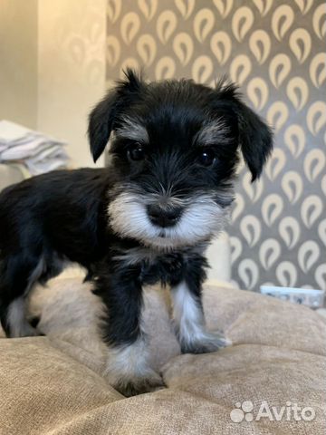 Щенки Цвергшнауцера