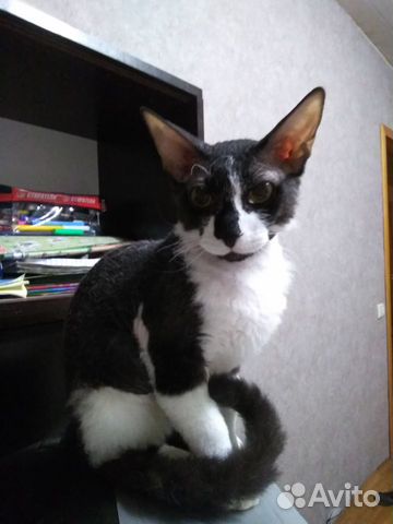 Вязка сфинкс Браш