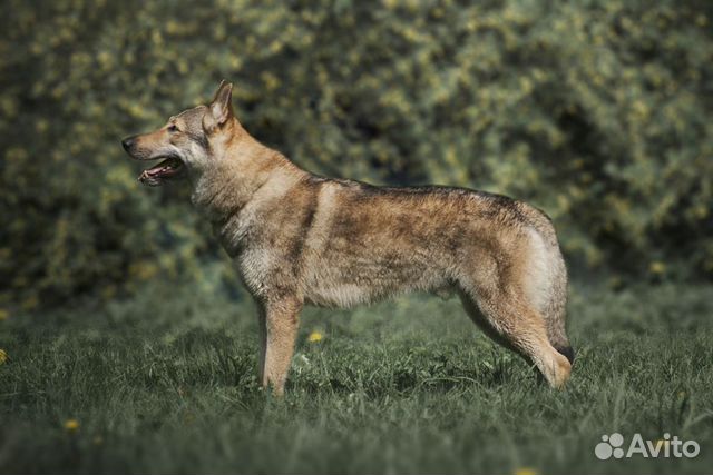 Чехословацкий влчак, кобель для вязок