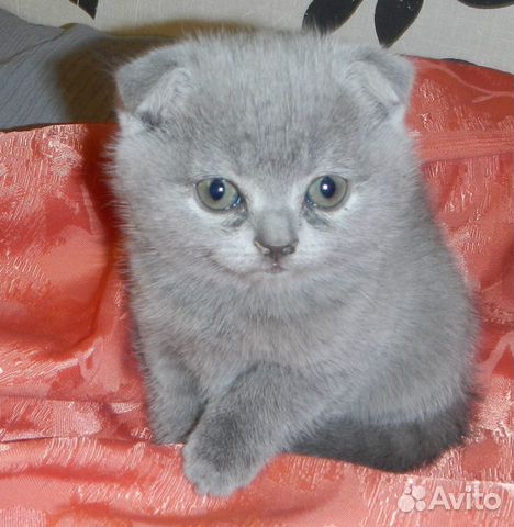 Очаровательные котята Скоттиш-Фолд
