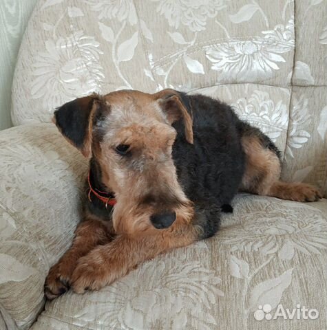 Эрдельтерьеров щенки