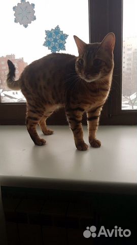 Бенгал бесплатно