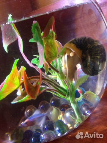 Аквариум с рыбками
