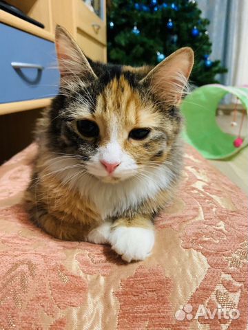 Кошечка Карамелька ищет любящих хозяев