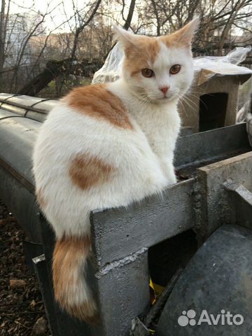 Домашнего котика выкинули в мороз