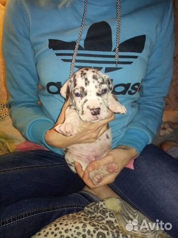 Немецкий Дог