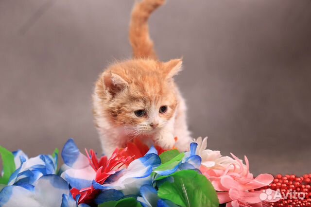 Гомозиготные и кудрявые котятки селкирк-рэкс