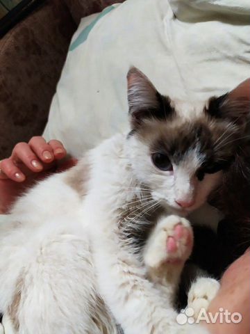 Котенок