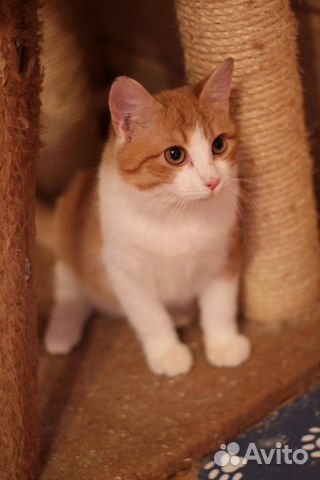 Котёнок