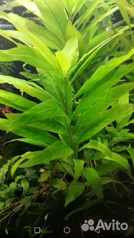 Аквариумное растение
