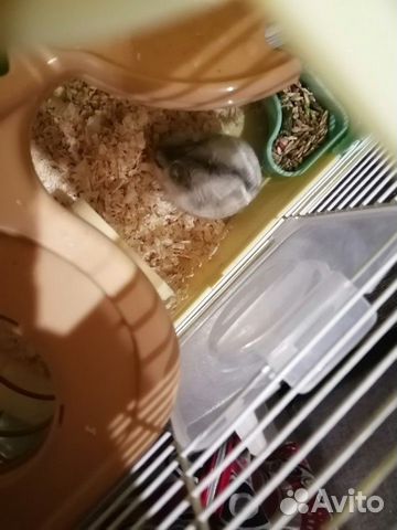 Хомяк с клеткой