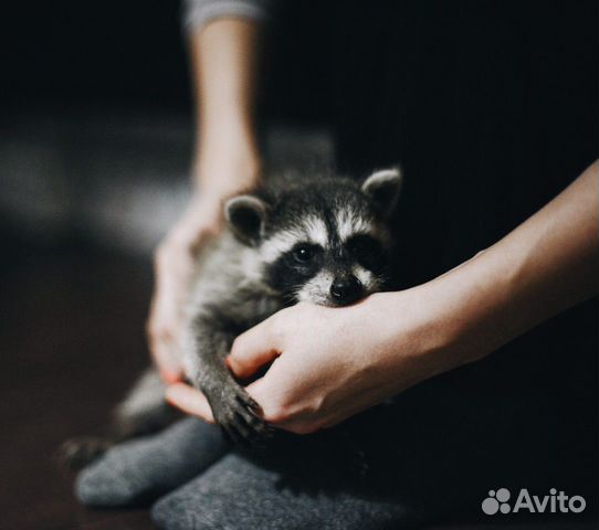 Ручные еноты, 1,5 месяца