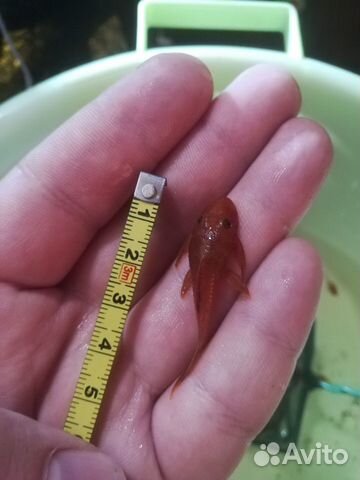 Анциструс супер рэд