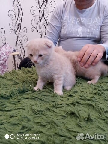 Шотландские котятки